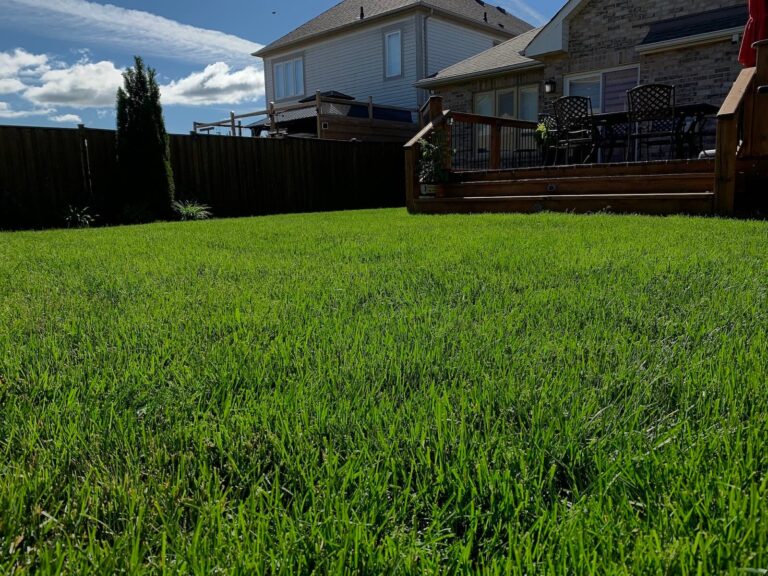 Exploring the Differences Between Cool- and Warm-Season Grasses - Lawn Mart