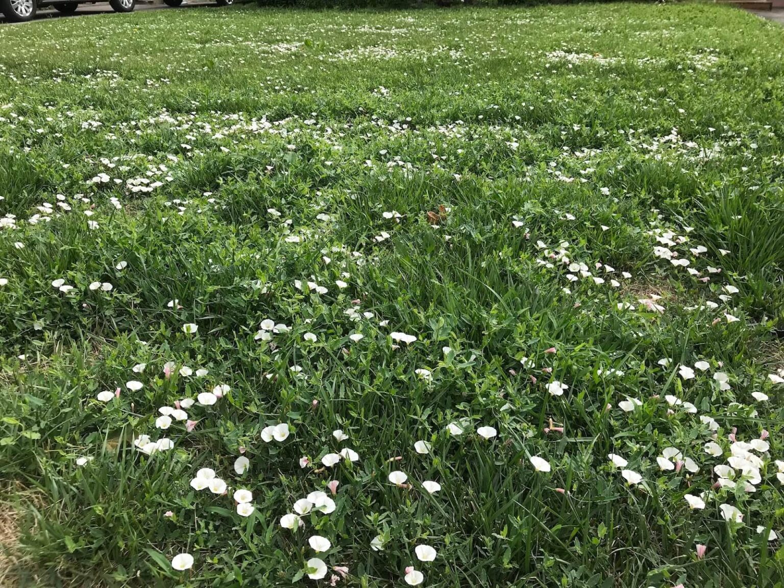 Are Weeds Taking Over Your Landscape? Here's What to Do - LawnMart